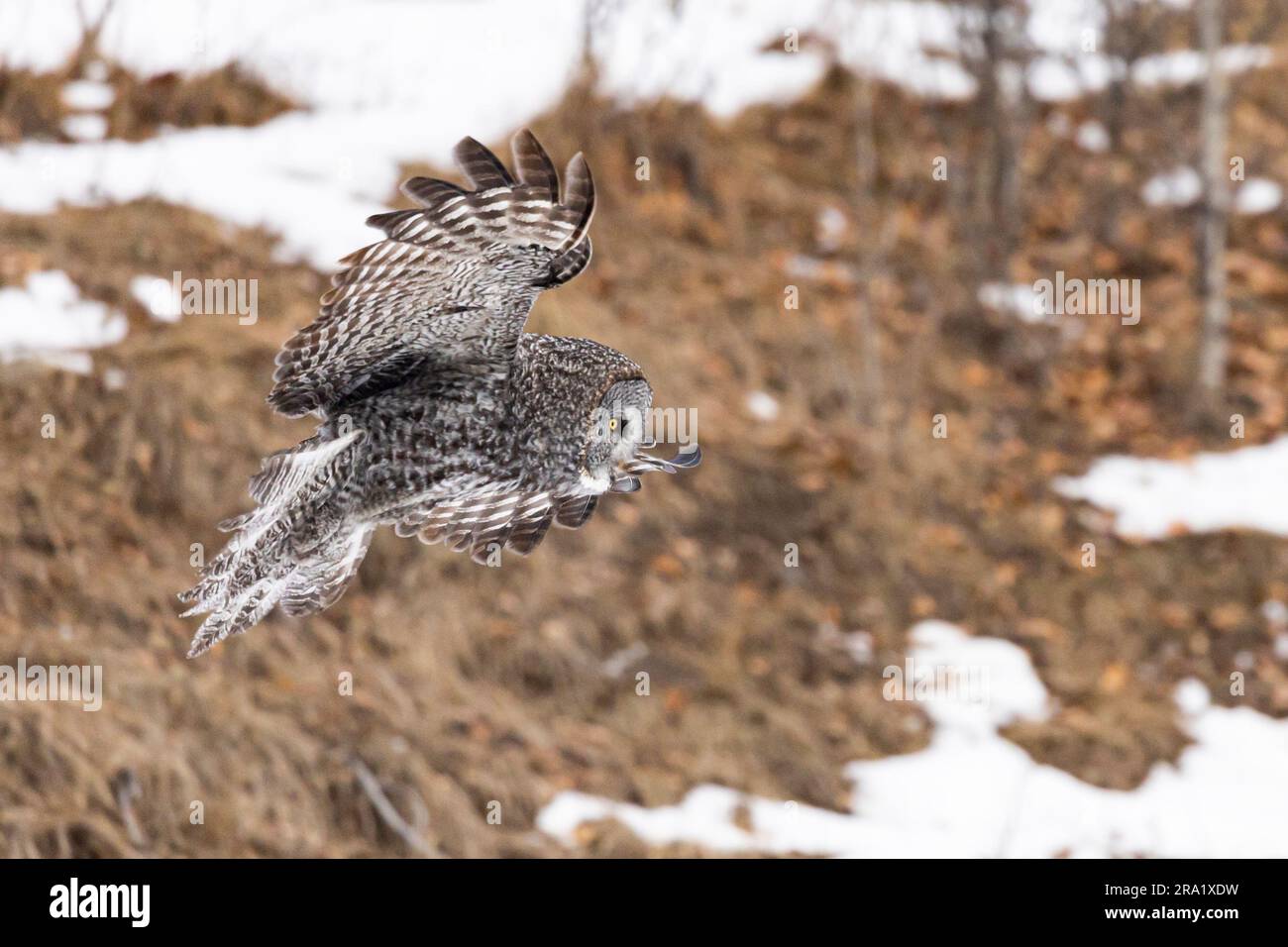 A great gray owl with wings a full extension near Kananaskis Country ...