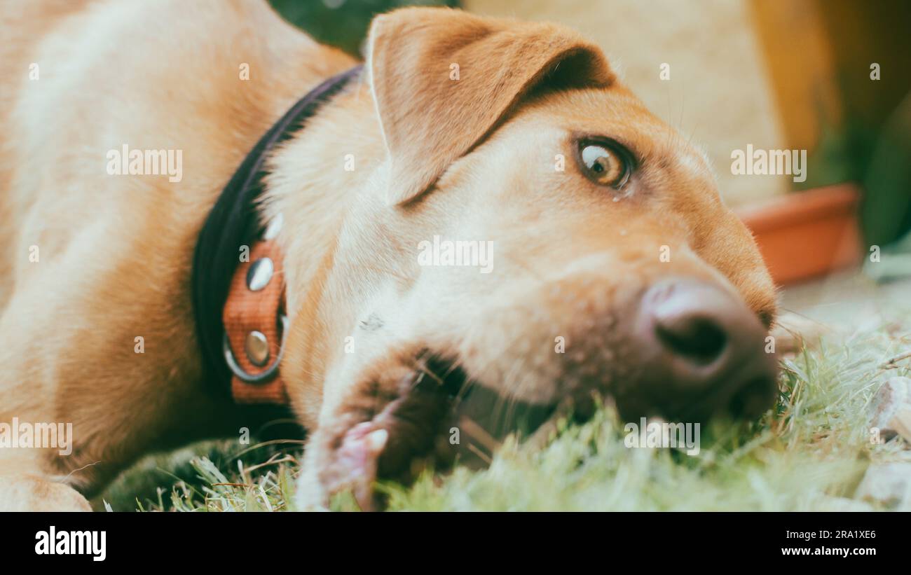 An adorable Labrador Retriever lying on its side, contentedly ...