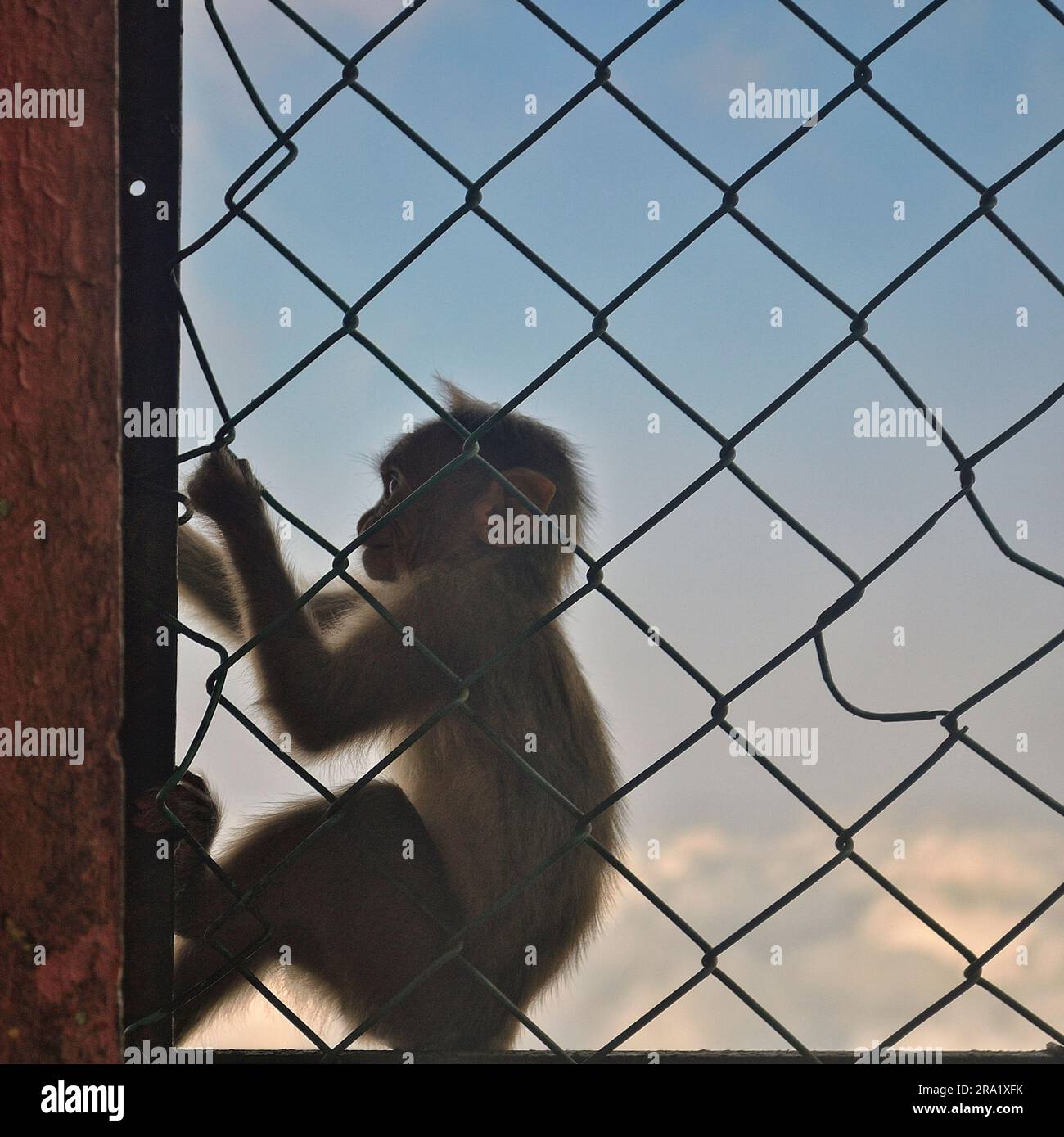 Monkey behind the fence Stock Photo - Alamy