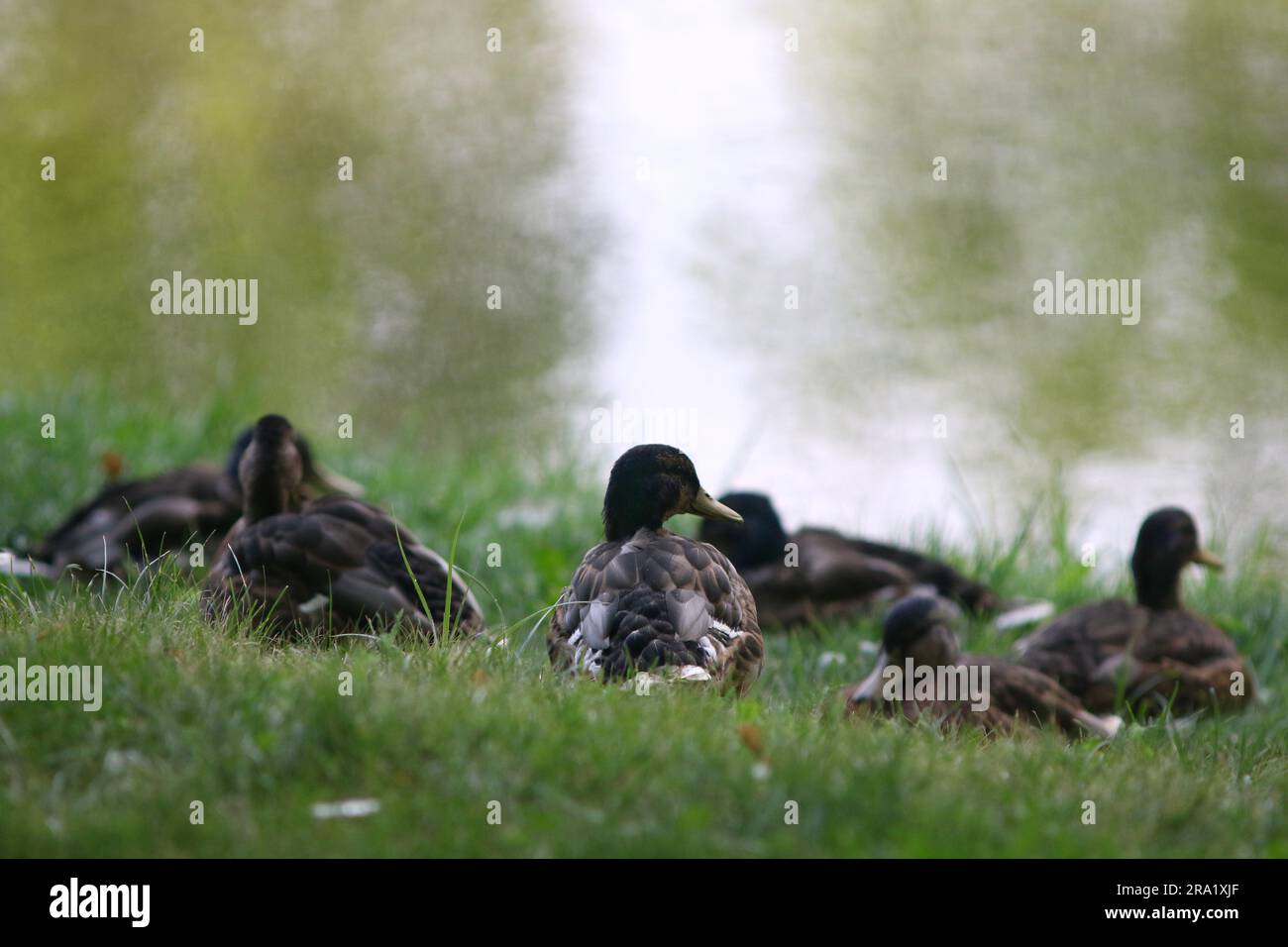 Russian Federation. Saint-Petersburg. FC Zenit Training Center. Ducks ...