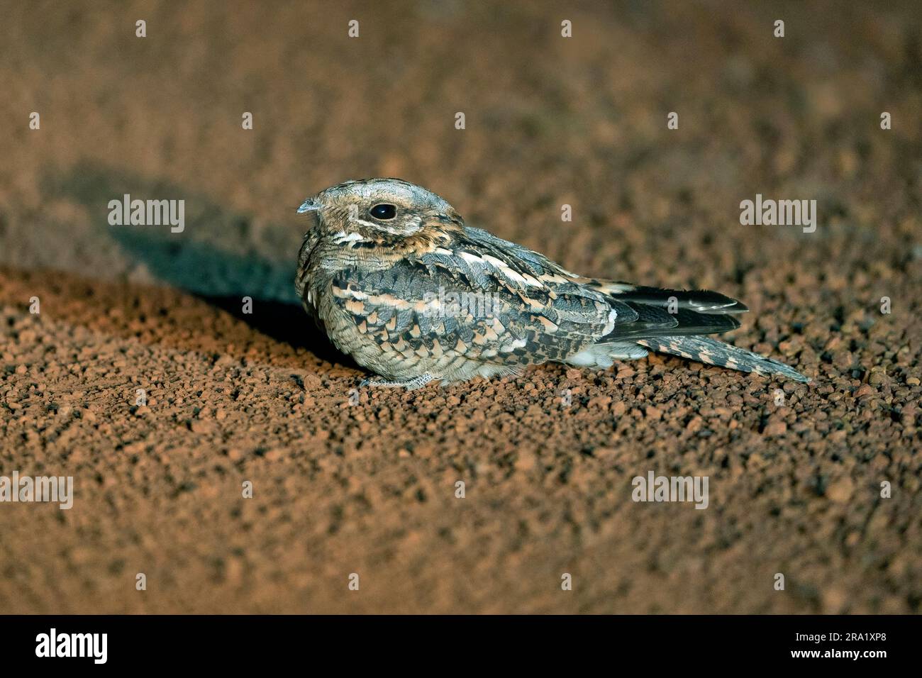 red-necked nightjar (Caprimulgus ruficollis), perching on the ground ...