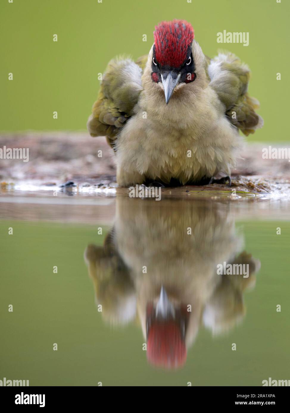 green woodpecker (Picus viridis), male perching at the water's edge ...
