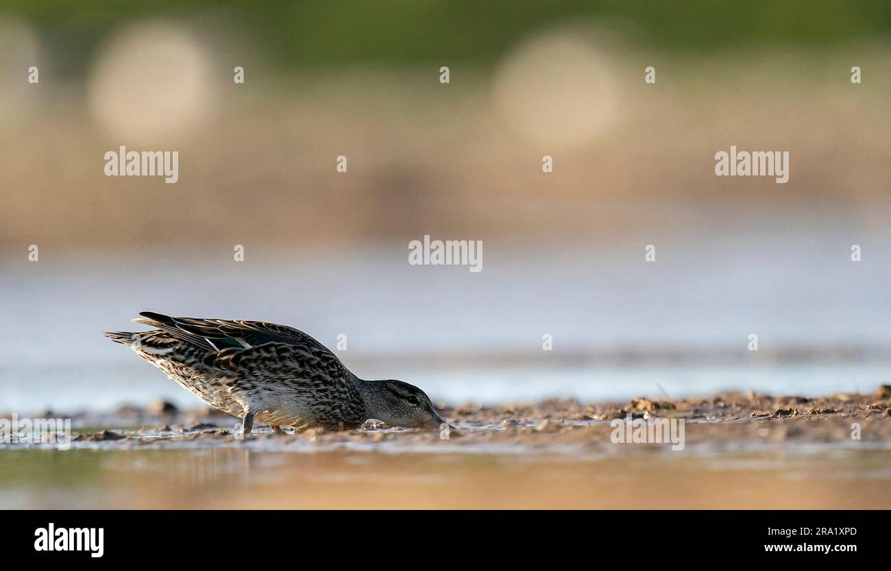 green-winged teal (Anas crecca), female dabbling in shallow water, side ...