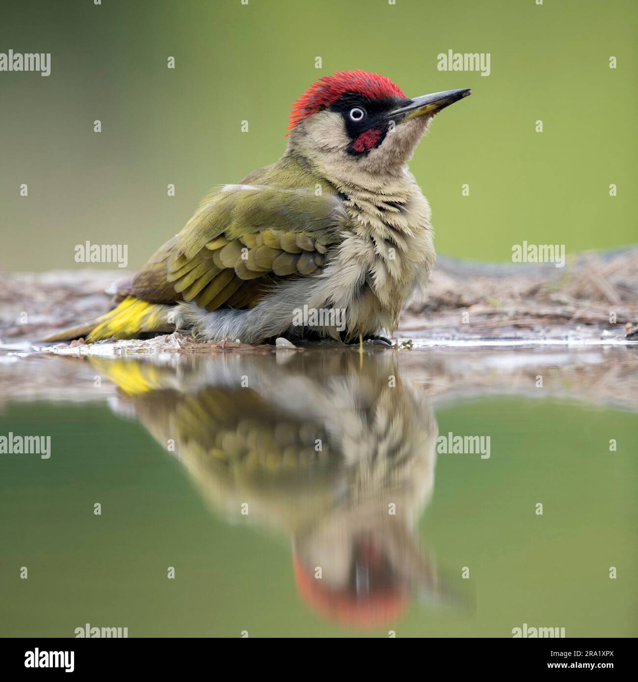 green woodpecker (Picus viridis), male perching at the water's edge ...