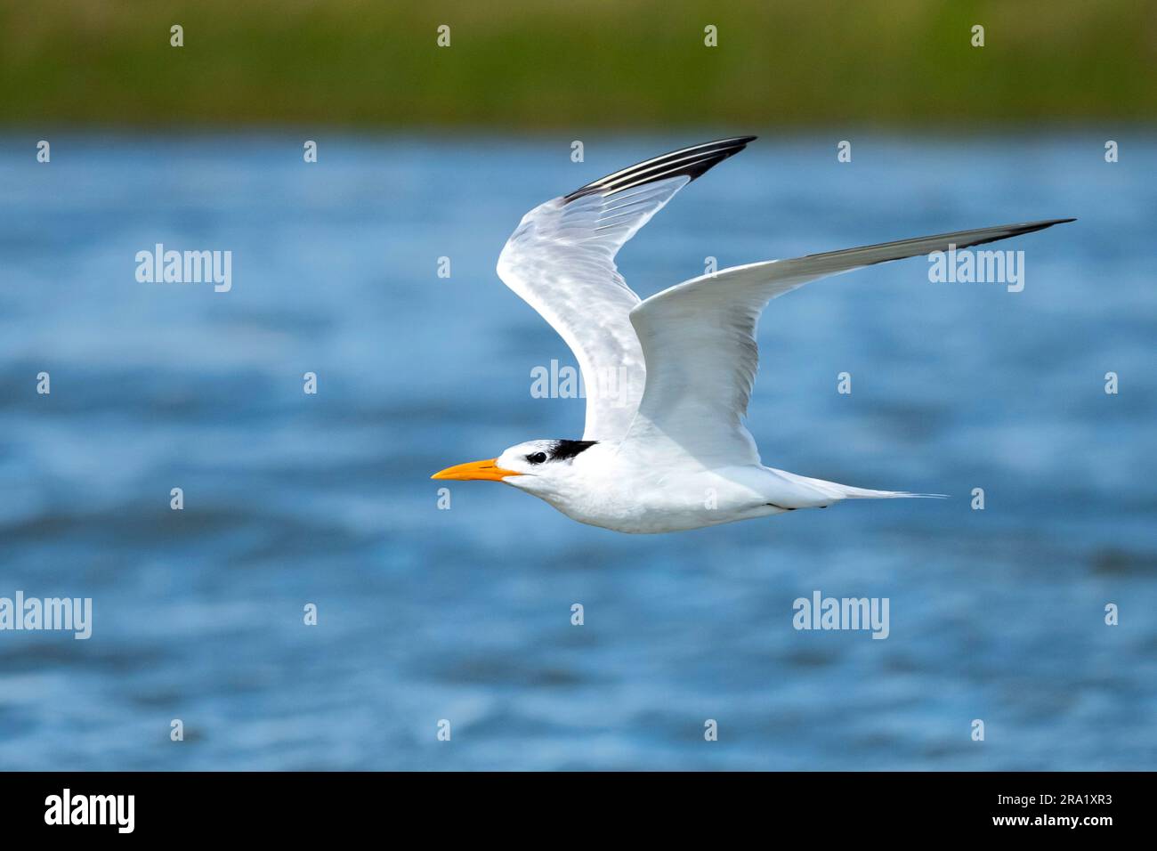 royal tern (Thalasseus maximus, Sterna maxima), in flight, USA, Texas ...