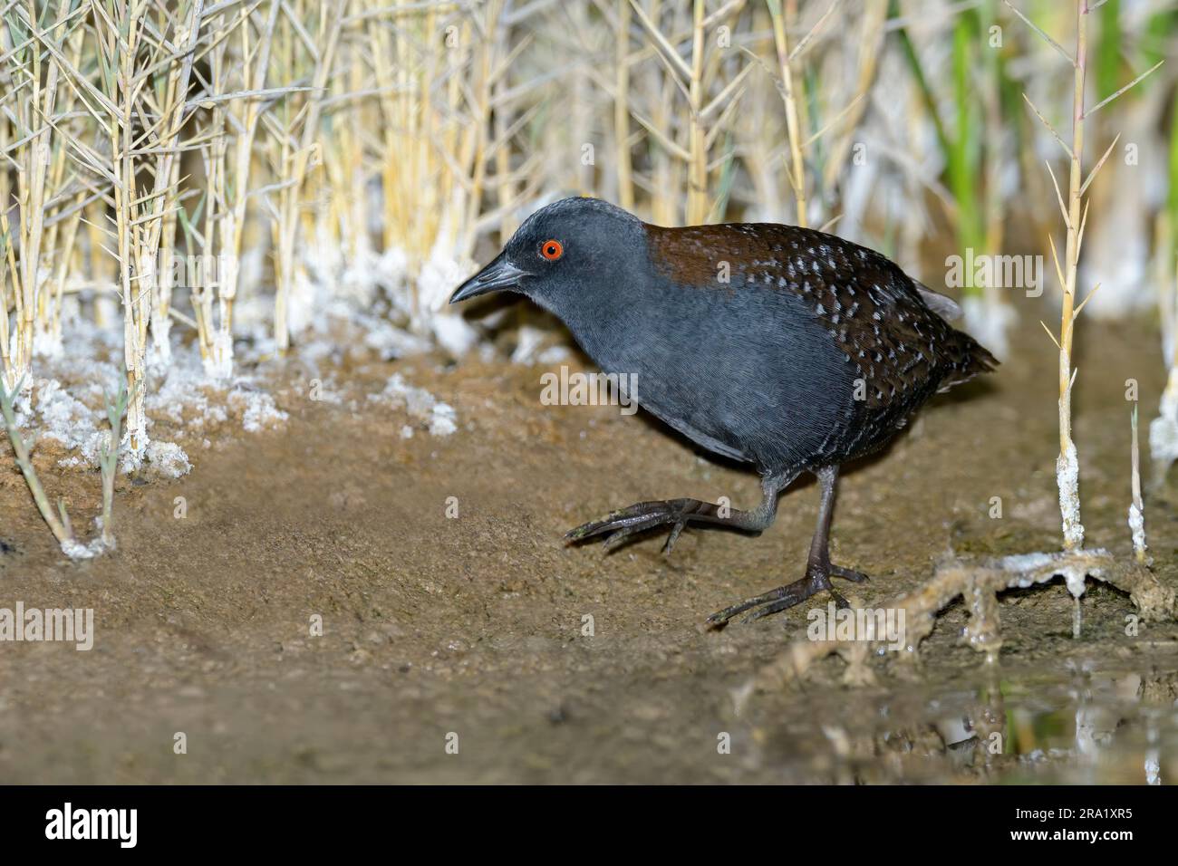 Black rail laterallus jamaicensis hi-res stock photography and images ...