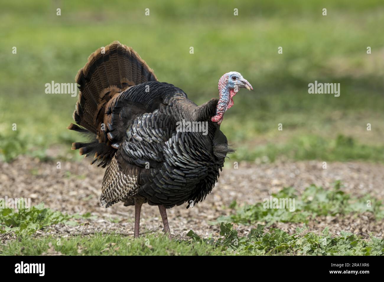 Western wild turkey hi-res stock photography and images - Alamy