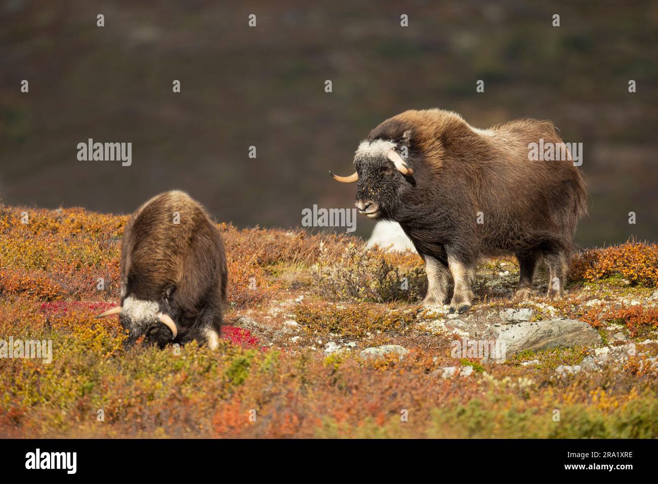 Muskox (Ovibos moschatus), two musk oxen in the tundra, Norway ...