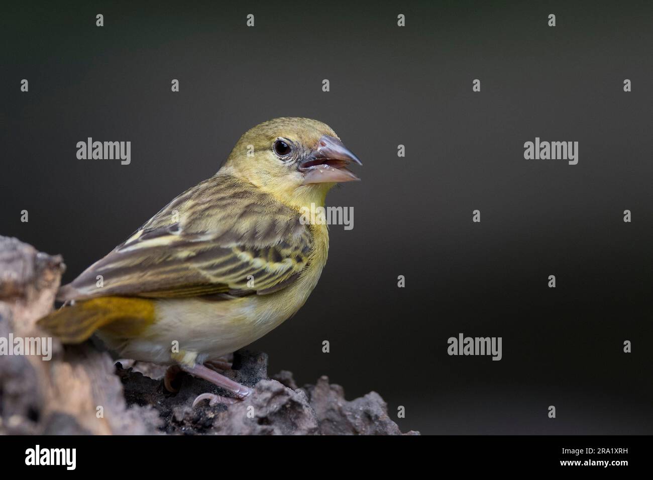 Village weaver, Spotted-backed weaver (Ploceus cucullatus, Textor ...