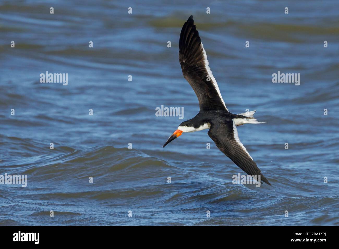 black skimmer (Rynchops niger), adult in flight over the sea, USA ...