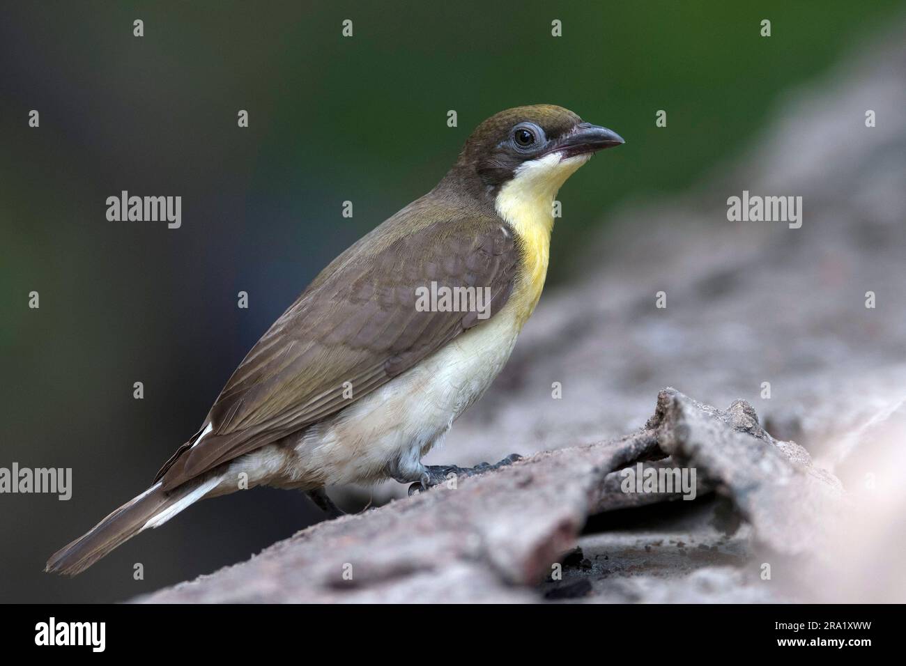 black-throated honeyguide (Indicator indicator), immature bird perching ...