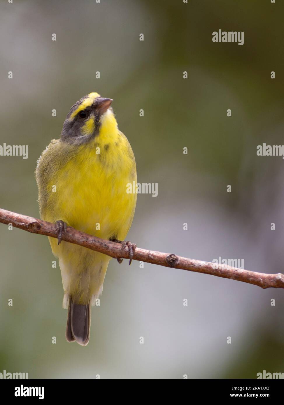 Yellow fronted canary serinus mozambicus hi-res stock photography and ...