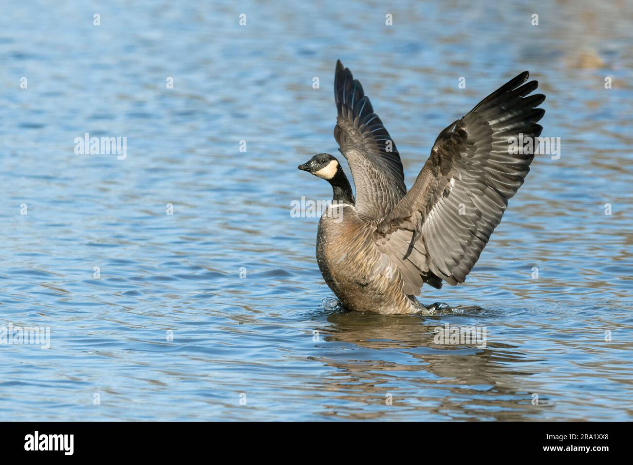 Adult at water hi-res stock photography and images - Alamy