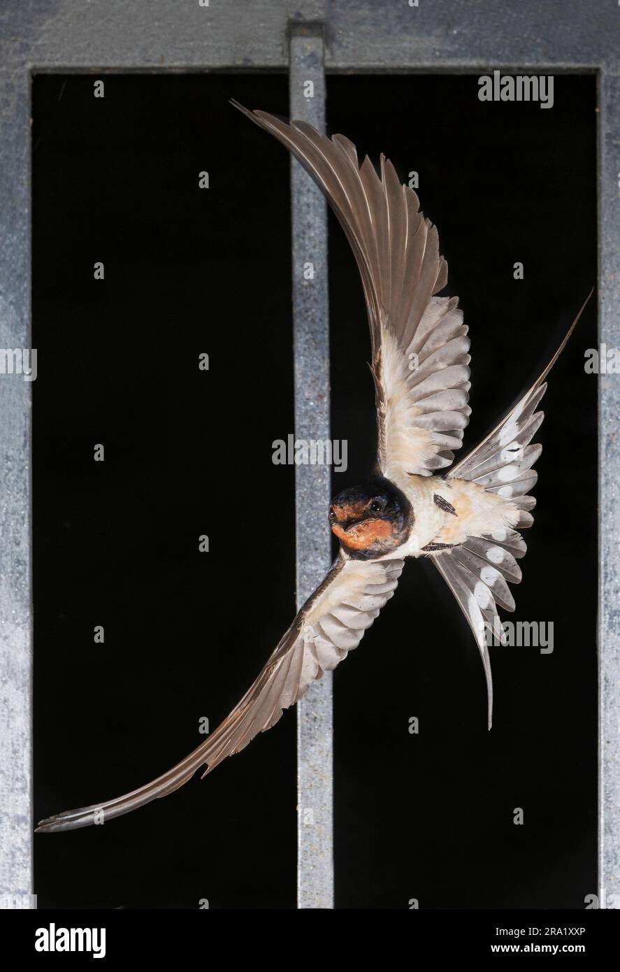 barn swallow (Hirundo rustica), flying out of a barn, front view, Italy ...