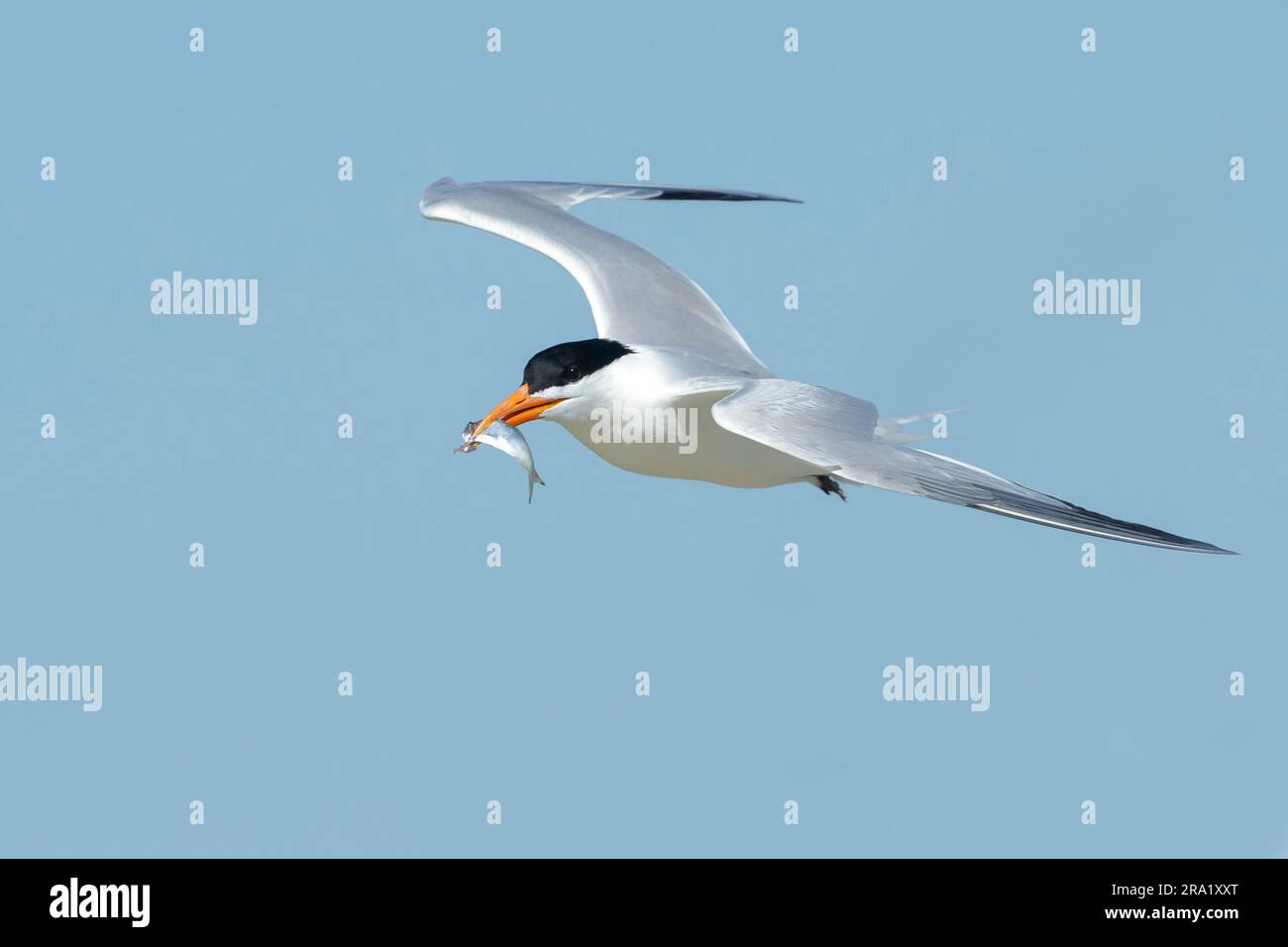 royal tern (Thalasseus maximus, Sterna maxima), flying with captured ...