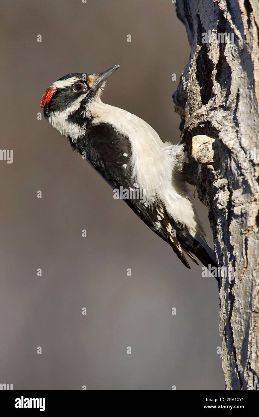 Downy Woodpecker (Dryobates pubescens, Picoides pubescens), male ...