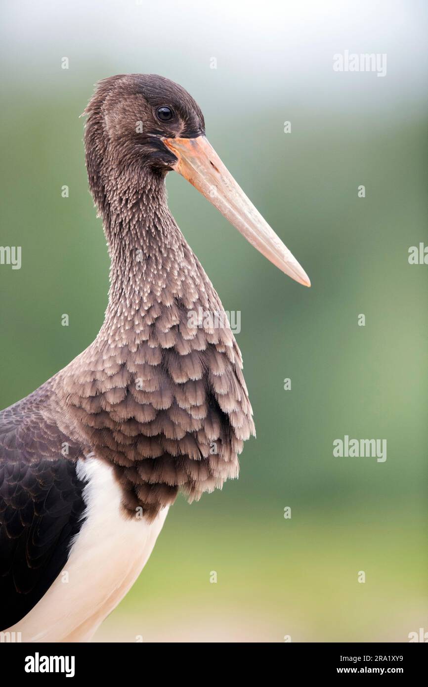 Stork bird birds netherlands holland hi-res stock photography and ...