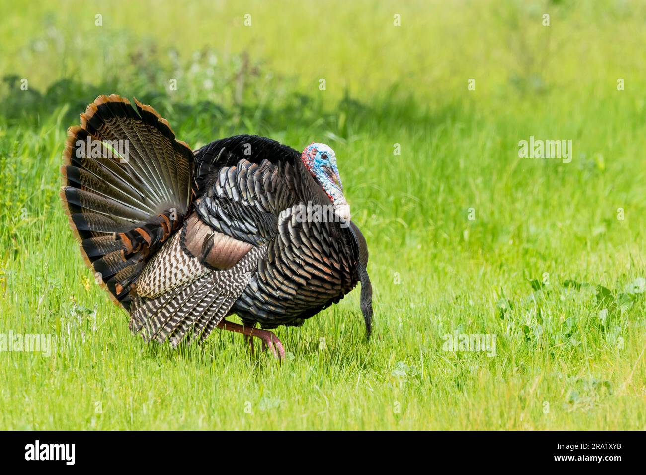 Wild turkey (Meleagris gallopavo), adult male walking on the ground ...