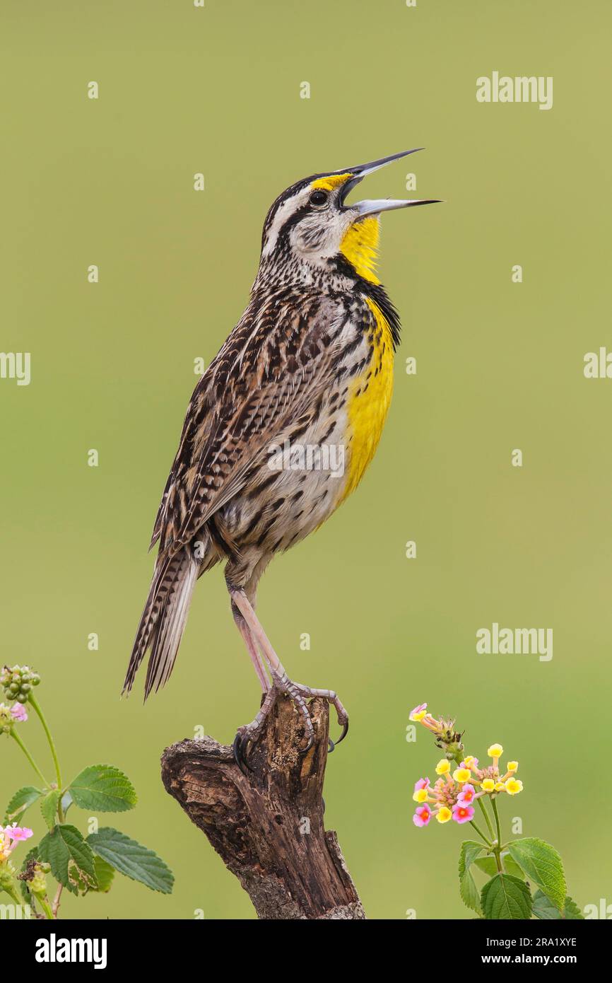 Eastern meadowlark (Sturnella magna), adult singing male in breeding ...