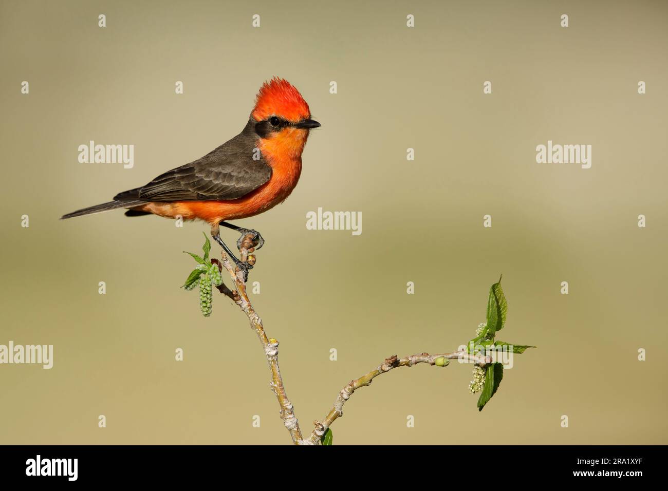vermilion flycatcher (Pyrocephalus rubinus obscurus, Pyrocephalus ...