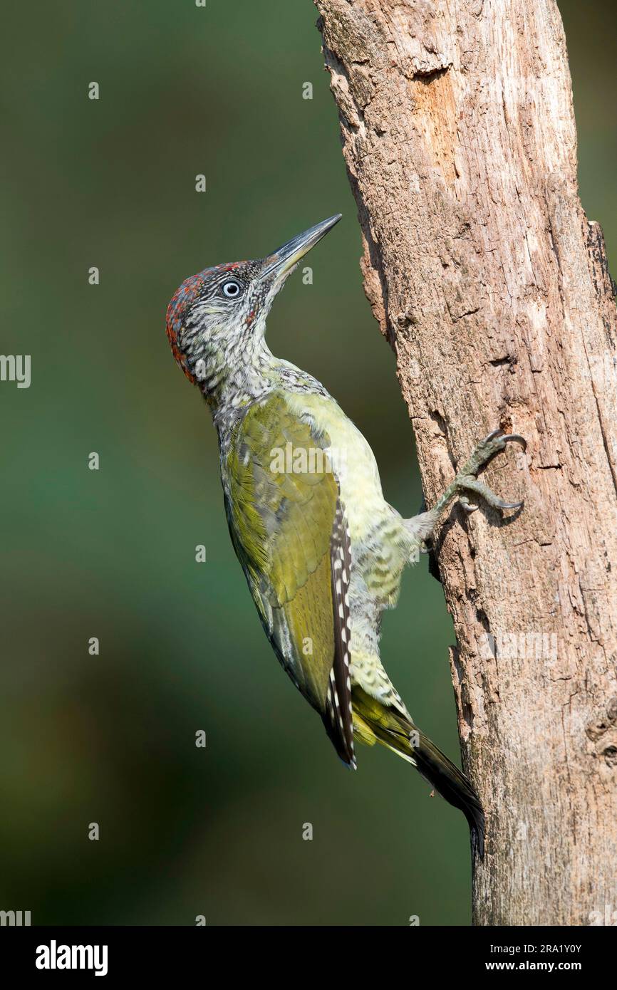 green woodpecker (Picus viridis), immature bird perching on a dead tree ...