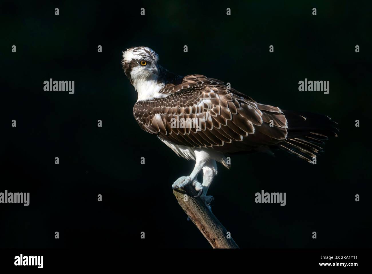 osprey, fish hawk (Pandion haliaetus), immature bird on a lookout ...