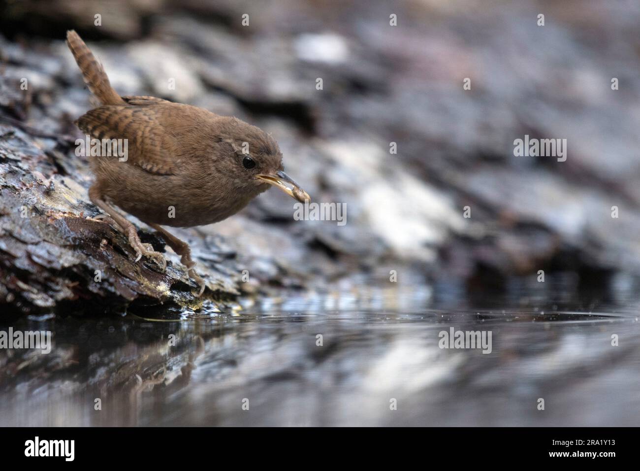 Side view wren hi-res stock photography and images - Alamy