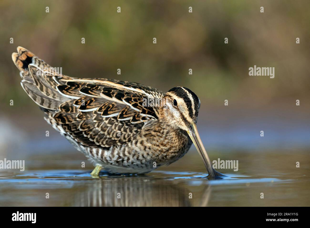 common snipe (Gallinago gallinago), foraging in shallow water, side ...