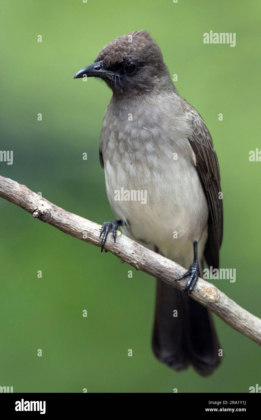 Picnonotido hi-res stock photography and images - Alamy