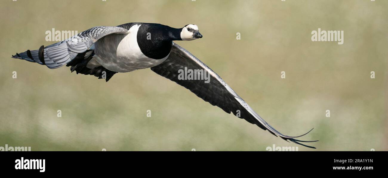 barnacle goose (Branta leucopsis), in flight, Netherlands Stock Photo ...