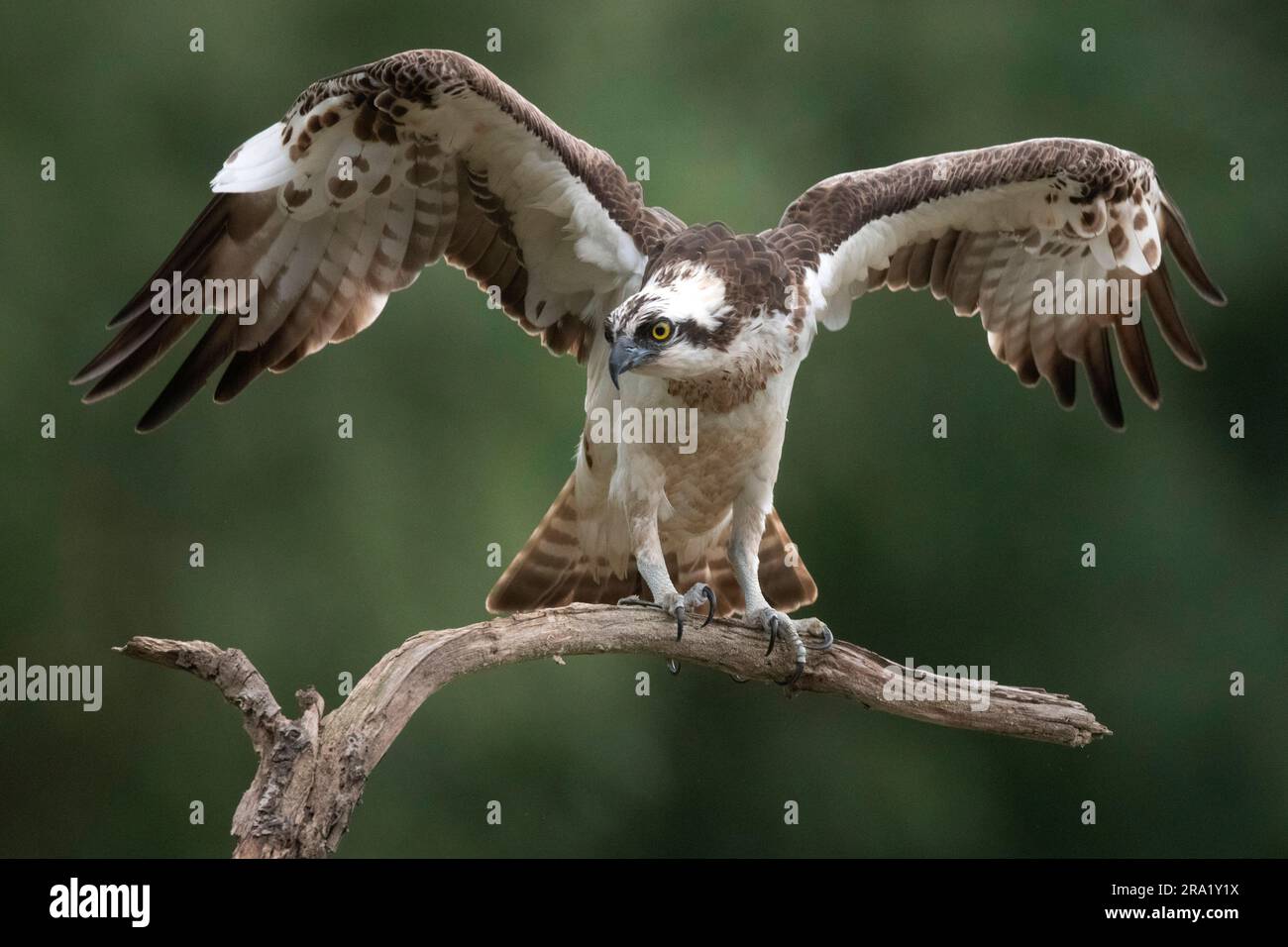 osprey, fish hawk (Pandion haliaetus), perches on a dead branch and ...