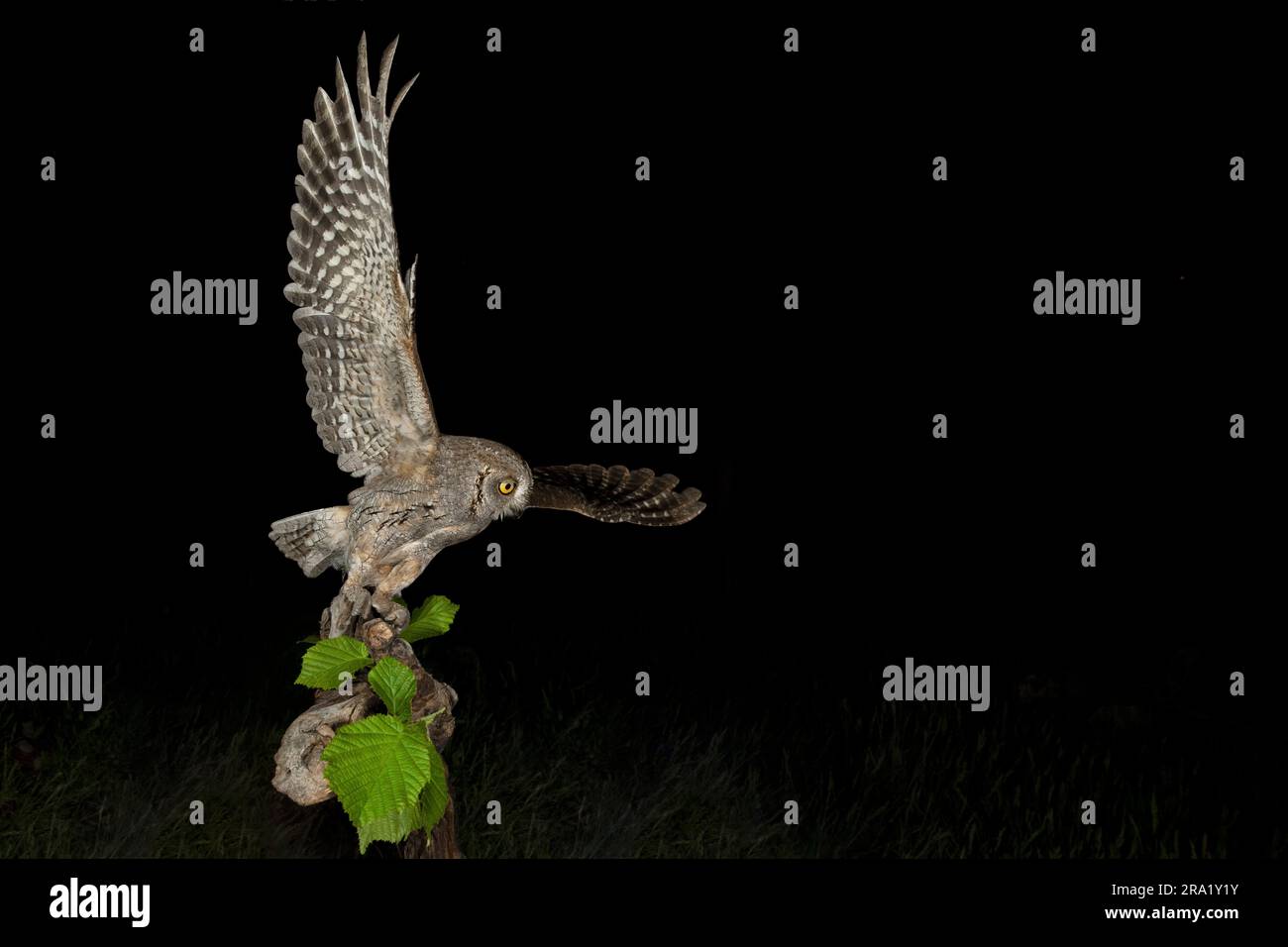 Eurasian scops owl (Otus scops, Otus scops scops), starting from a dead ...