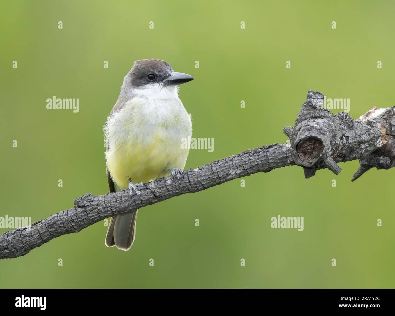 thick-billed kingbird (Tyrannus crassirostris), sitting on a branch ...