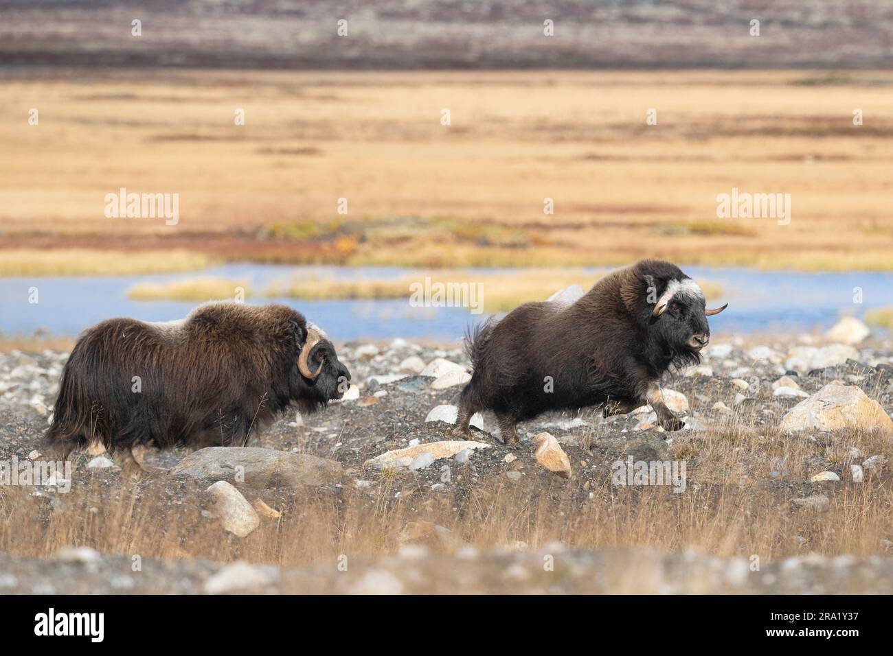 Muskox (Ovibos moschatus), two musk oxen in the tundra, Norway, Dovrefjell Sunndalsfjella ...