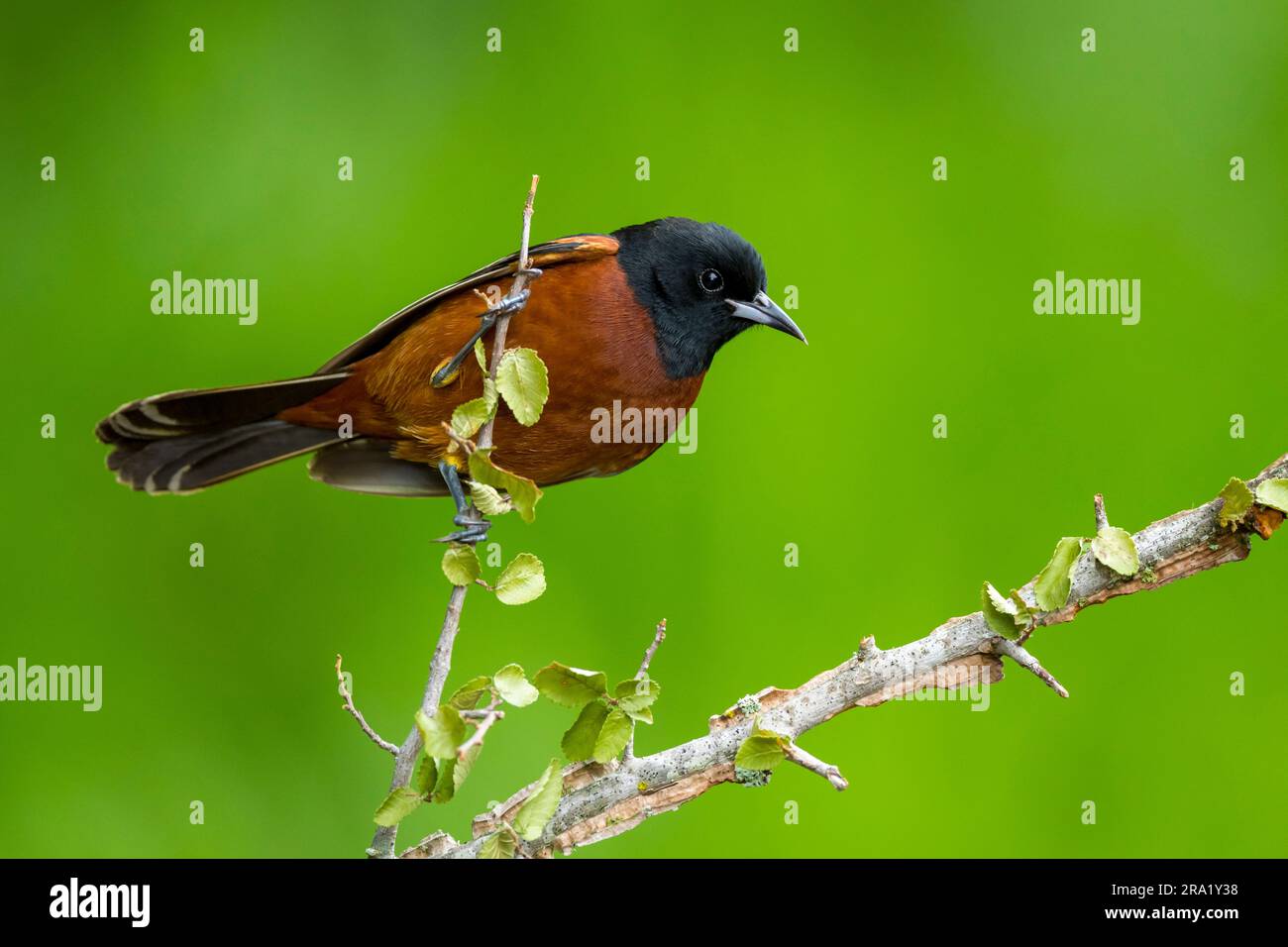 orchard oriole (Icterus spurius), male perching at a twig, USA, Texas ...