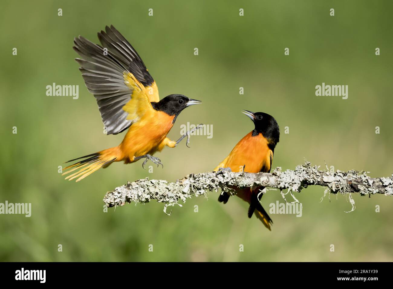 Northern meadowlark hi-res stock photography and images - Alamy