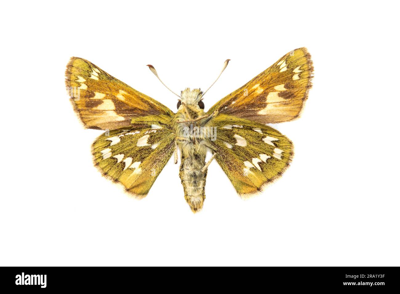 Silver-spotted skipper, Common branded skipper, Holarctic grass skipper ...