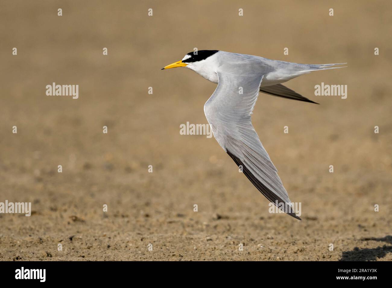 least tern (Sternula antillarum, Sterna antillarum), adult in breeding ...