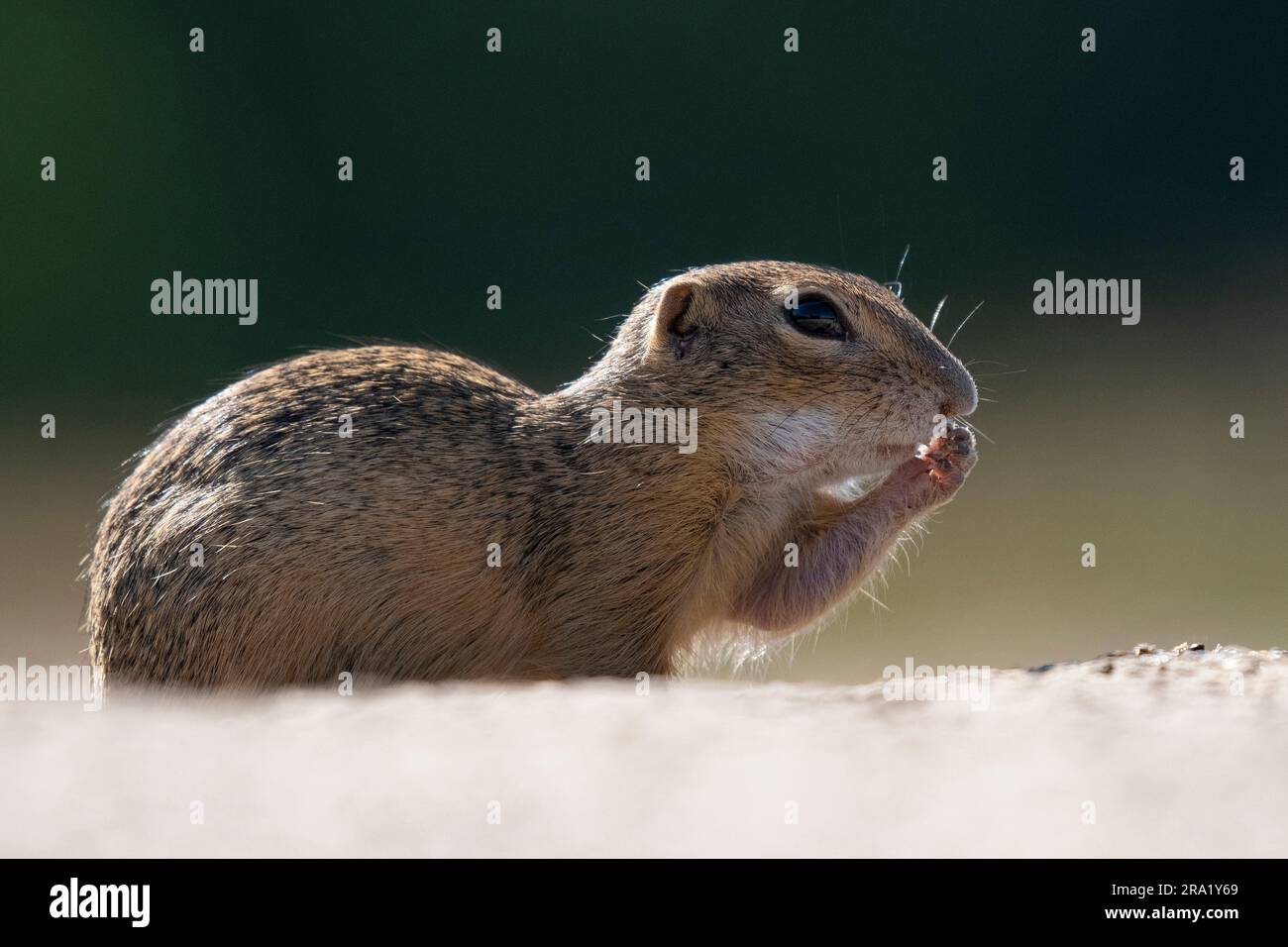 European ground squirrel, European suslik, European souslik (Citellus ...