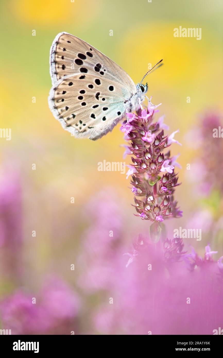 large blue (Phengaris arion, Maculinea arion, Glaucopsyche arion ...