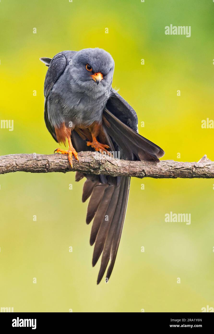 western red-footed falcon (Falco vespertinus), male perches on a branch ...