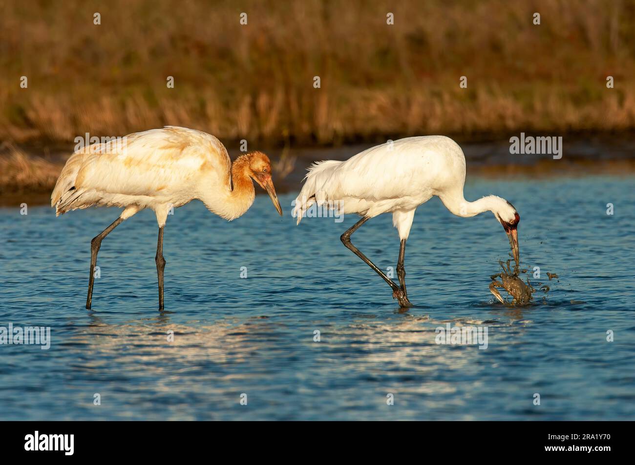 whooping crane (Grus americana), adult during winter in marshland, with ...