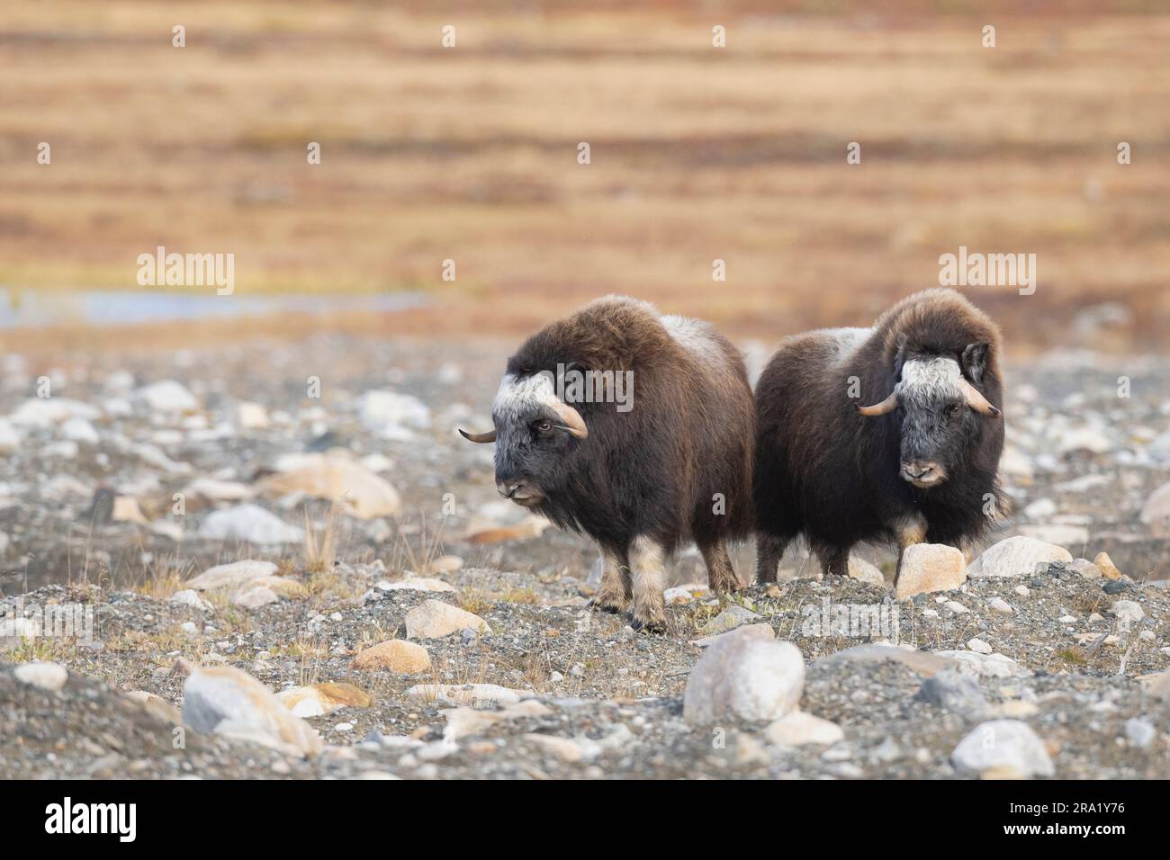 Muskox (Ovibos moschatus), two musk oxen in the tundra, Norway ...