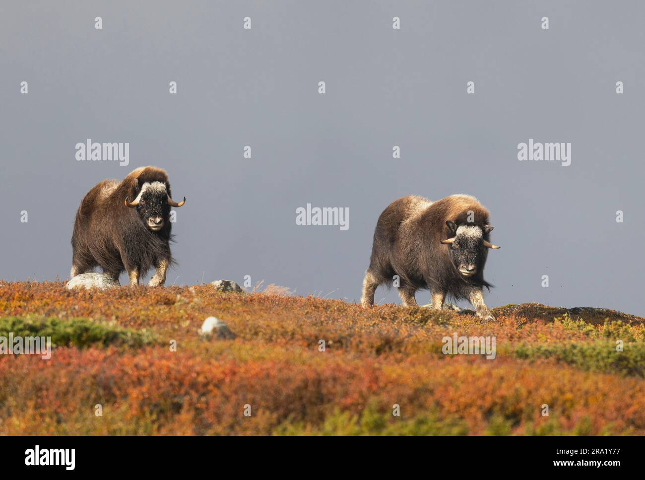 Muskox (Ovibos moschatus), two musk oxen walking in the tundra, Norway ...
