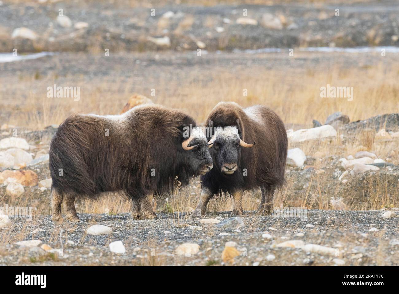 Muskox (Ovibos moschatus), two musk oxen in the tundra, Norway ...