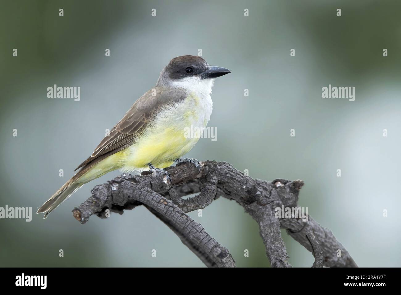 North american kingbird hi-res stock photography and images - Alamy