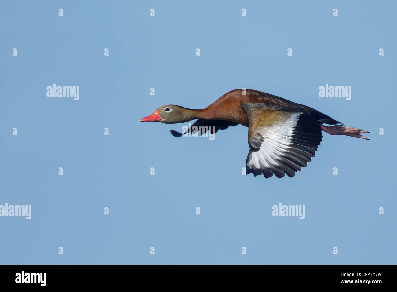 Red-billed whistling duck, Black-bellied whistling duck (Dendrocygna ...