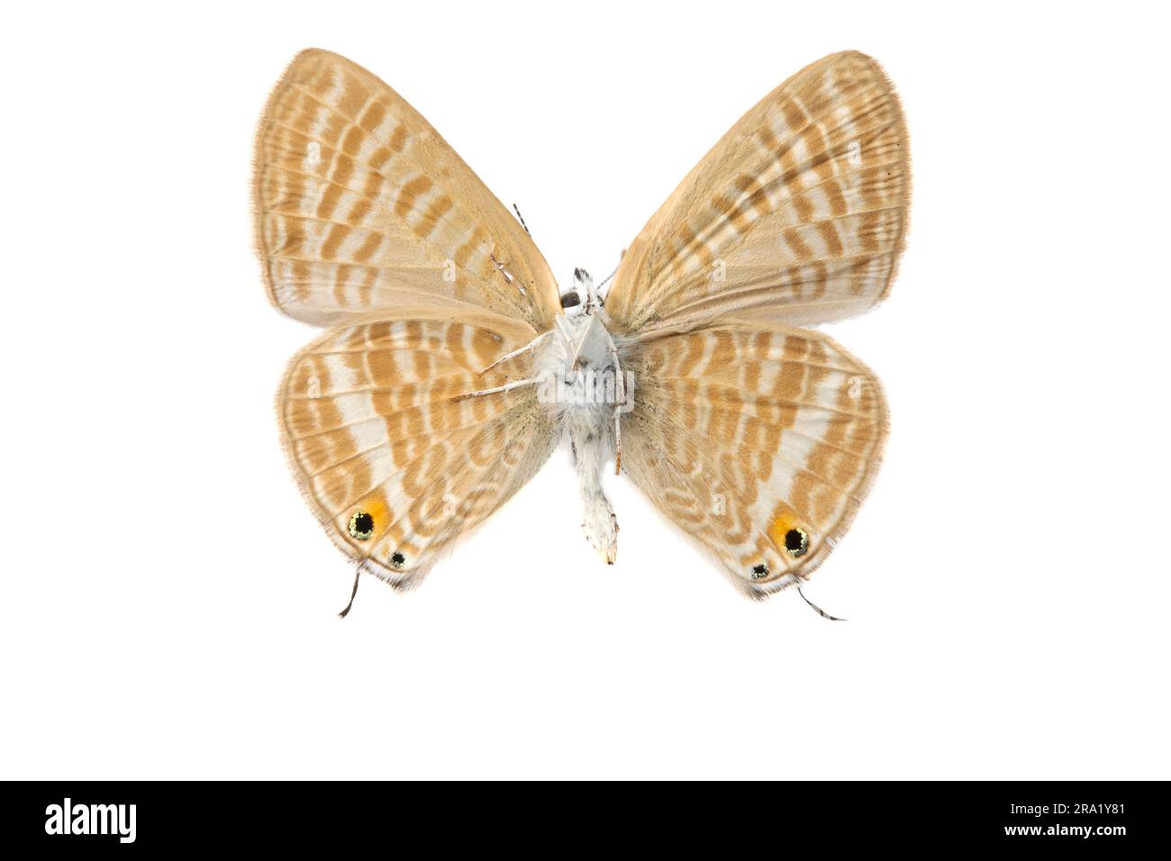long-tailed blue (Lampides boeticus), male, underside, cut out, Turkey ...