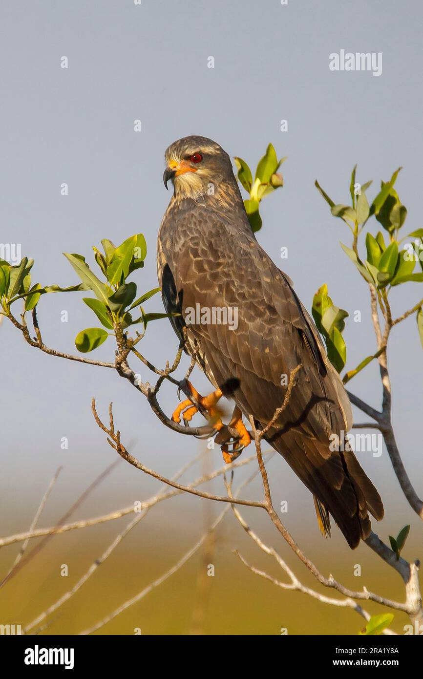 Everglade kites hi-res stock photography and images - Alamy