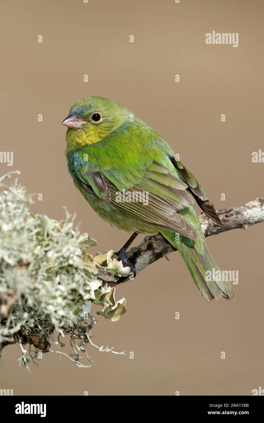 painted bunting (Passerina ciris), female on a branch, USA, Texas Stock ...